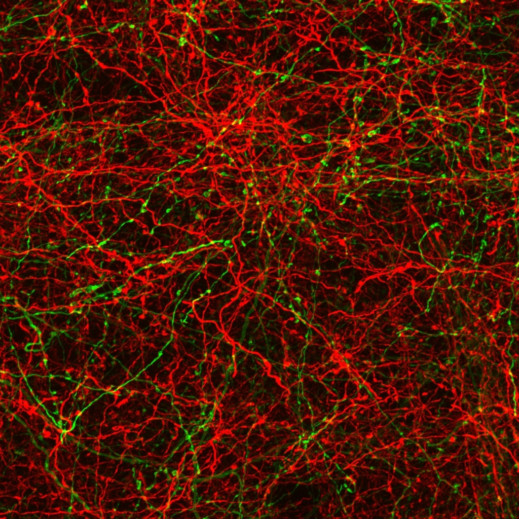 Neuronal Network and Behavior Research Group | Institute of ...